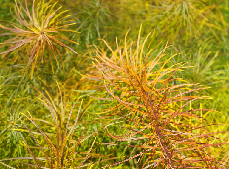 October Plant of the Month: Arkansas blue star | UT Gardens - The State ...