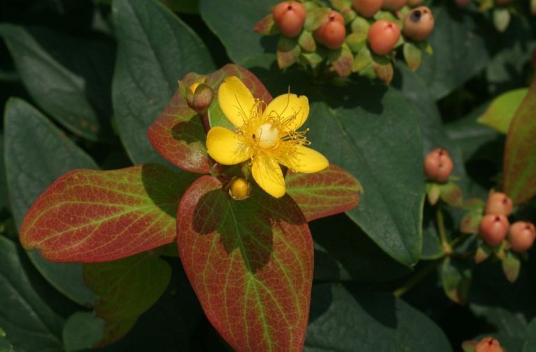 September 2013 Plant of the Month: St. John’s Wort | UT Gardens - The ...