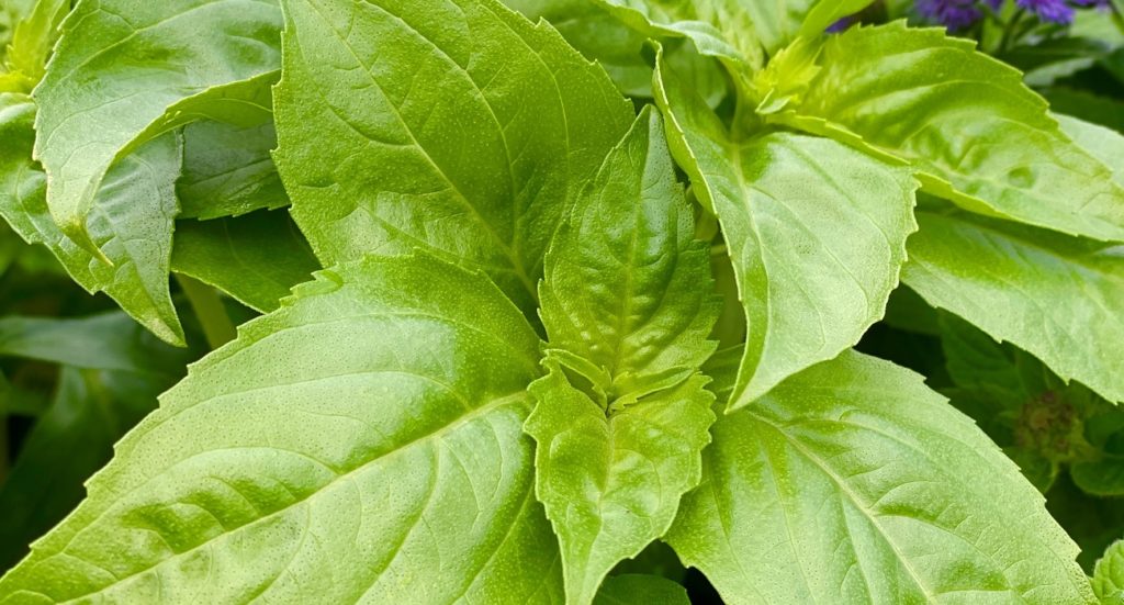Disease-resistant Basil: New Varieties Bring Hope in the Fight Against ...