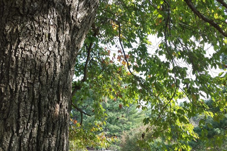 October 2016 Plant of the Month: Black gum | UT Gardens - The State ...