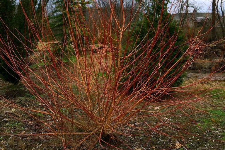 January 2016 Plant of the Month: ‘Flame’ Willow | UT Gardens - The ...
