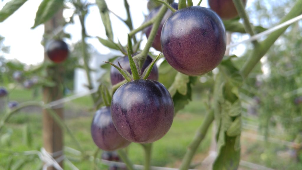 UT Gardens’ March 2018 Plant of the Month: Cherry Tomatoes | UT Gardens ...