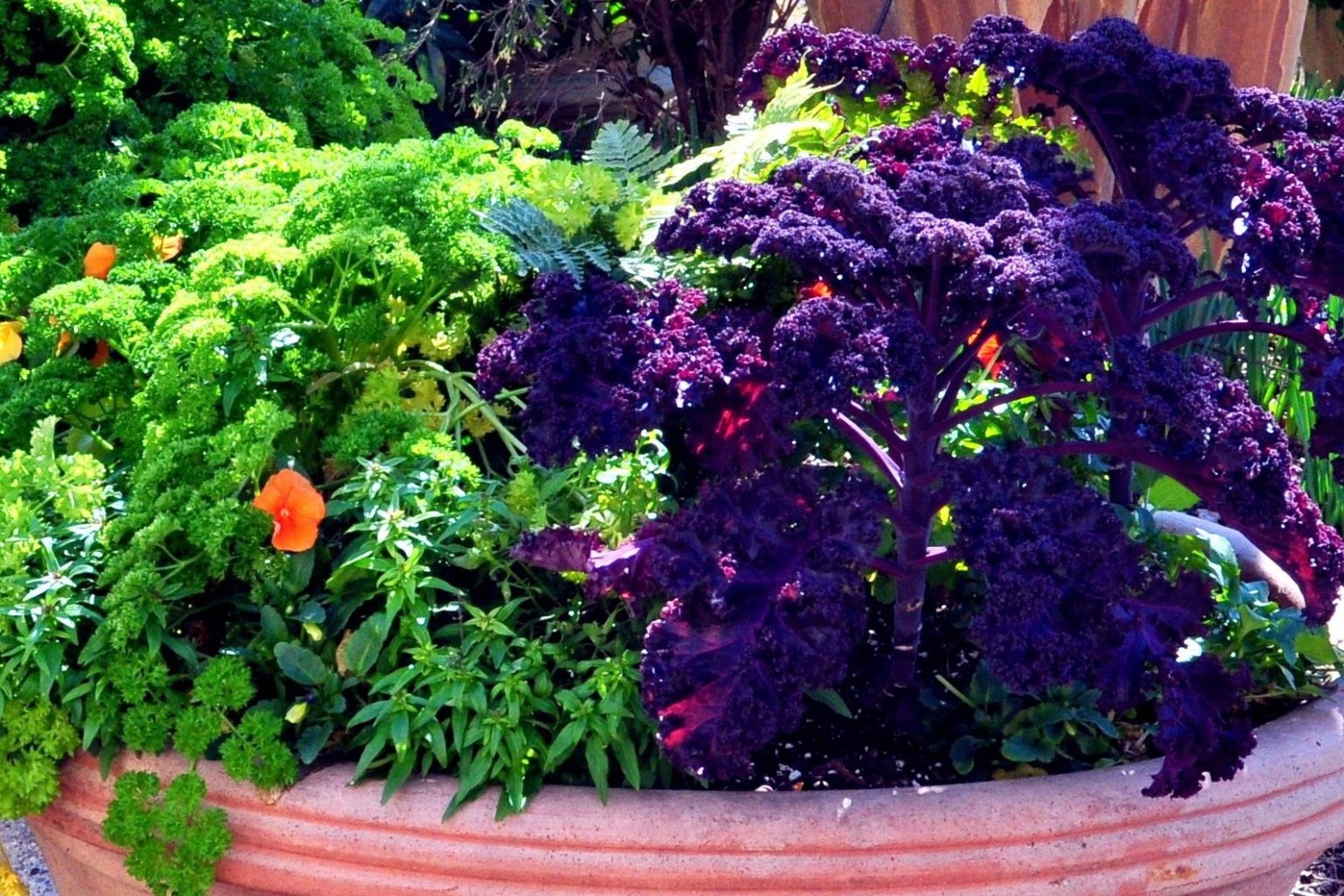 October 2017 Plant of the Month: Redbor kale | UT Gardens - The State ...