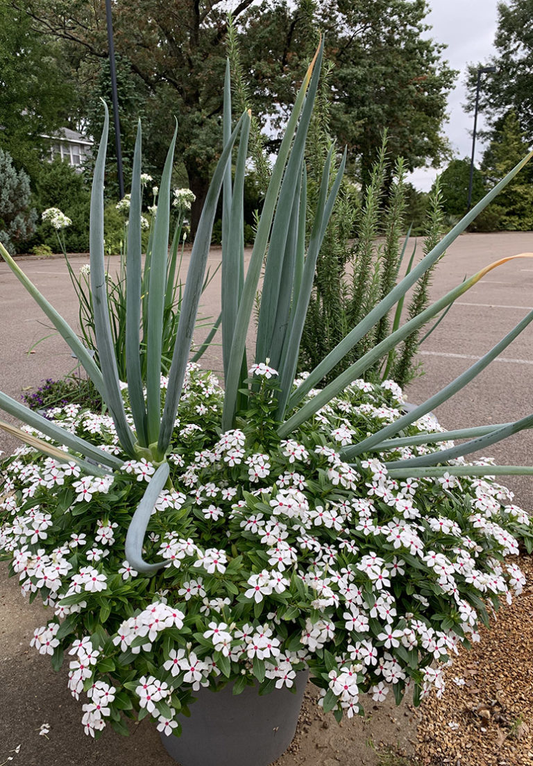 New Vinca Series Is Tiny and Terrific | UT Gardens - The State ...