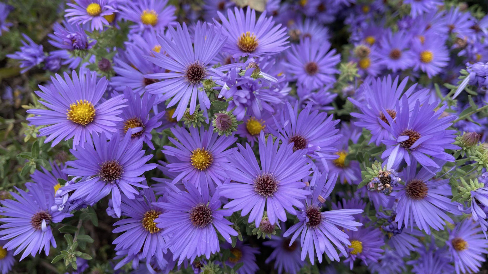 Knoxville | UT Gardens - The State Botanical Garden of Tennessee