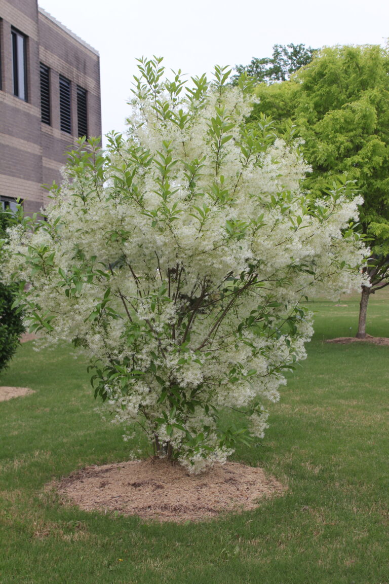 UT Gardens - The State Botanical Garden of Tennessee | UT Gardens - The ...
