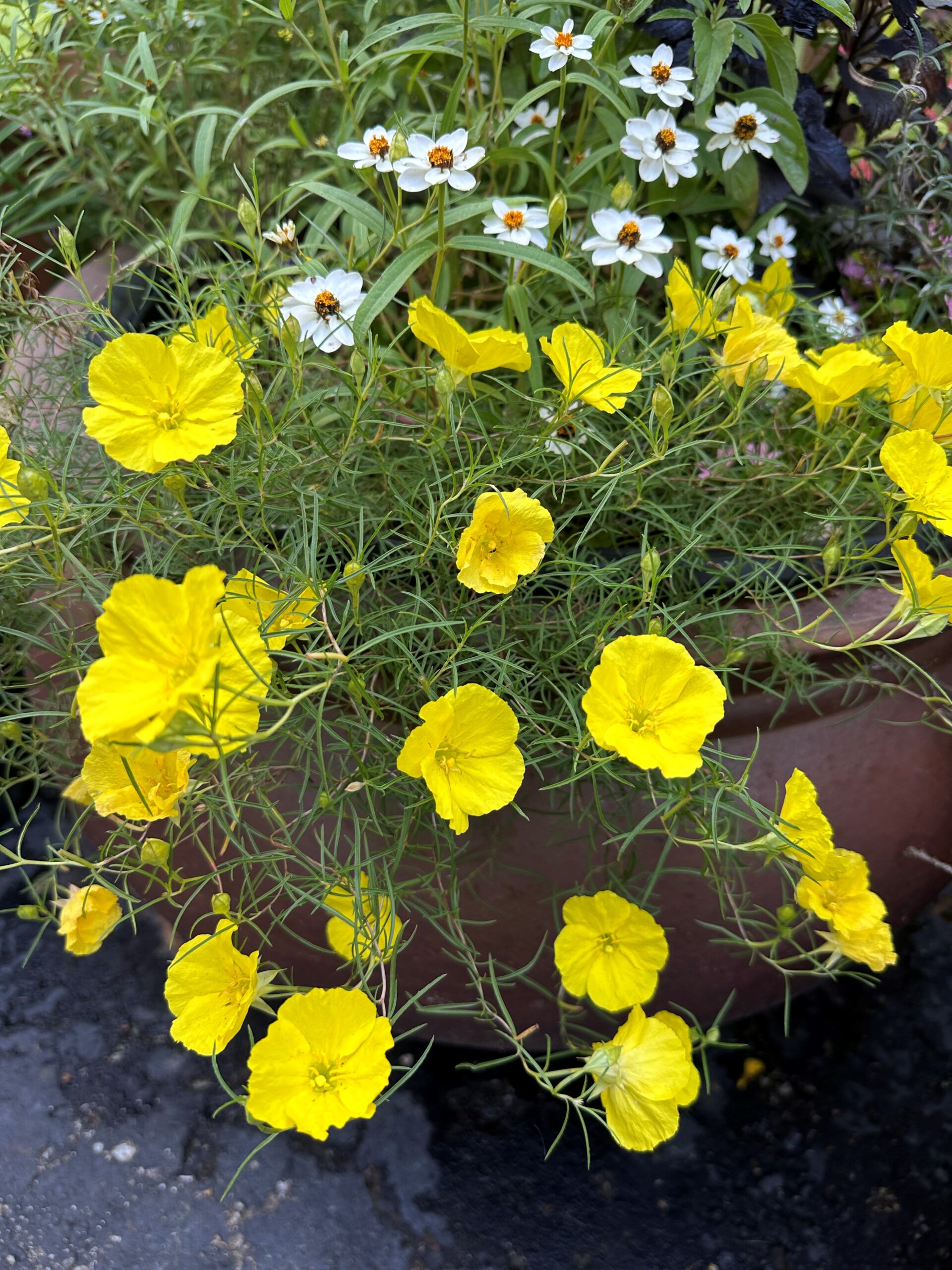 Grow Some Sunshine in Your Garden with a New Calylophus | UT Gardens ...