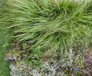 Choose Cherokee Sedge for a Spot in Your Sustainable Garden and Lawn ...