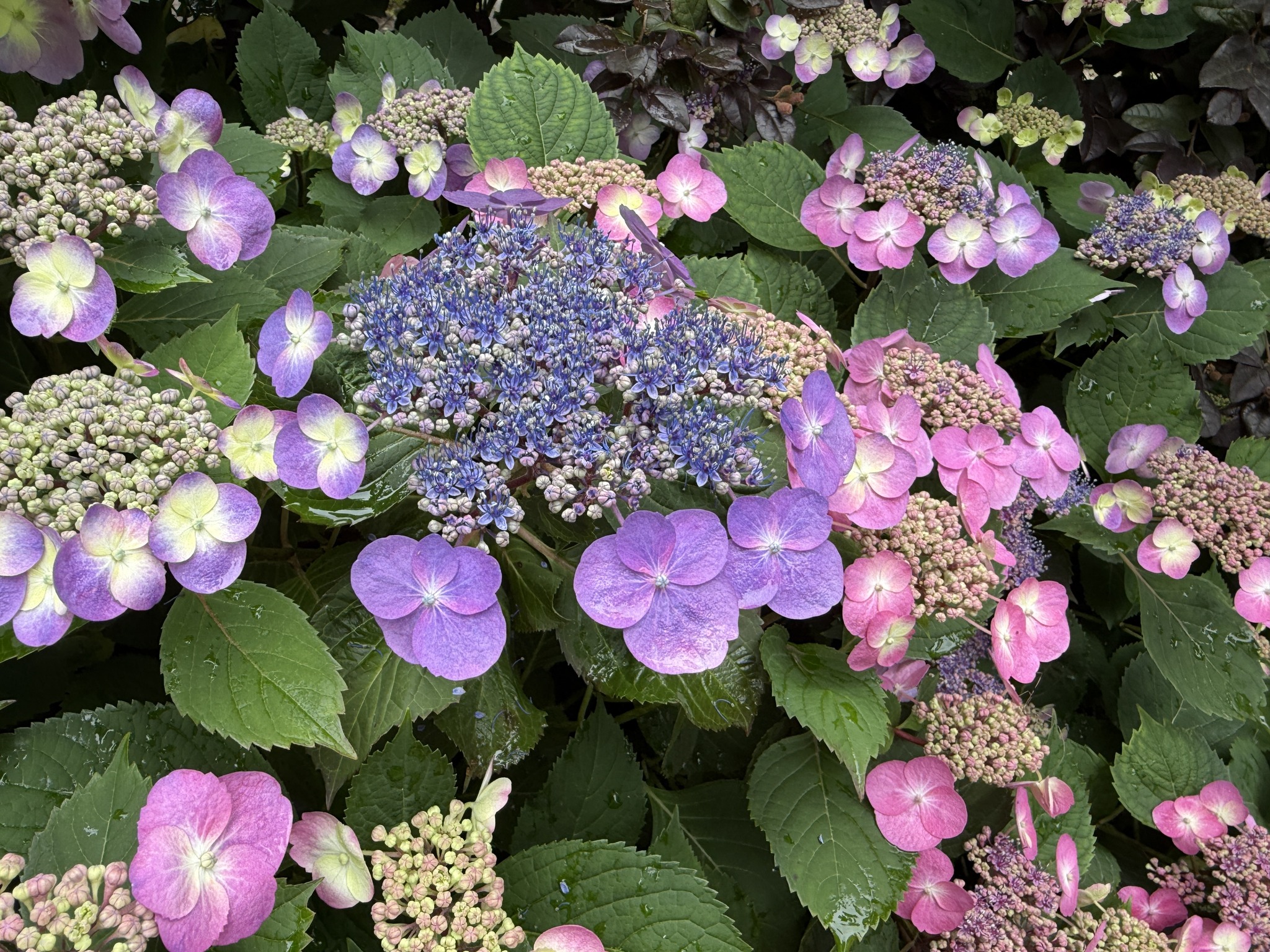 Hydrangea Collection | UT Gardens - The State Botanical Garden of Tennessee